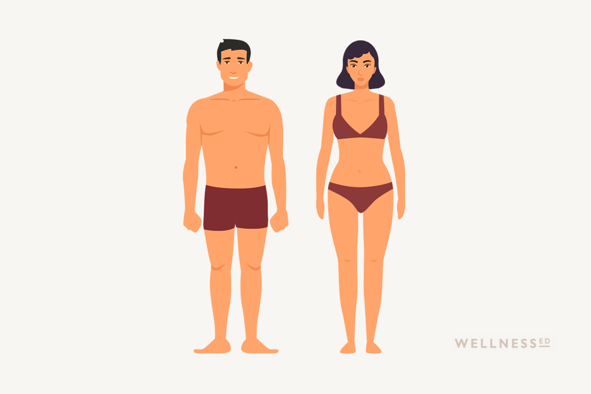 Constitution Of Body Ectomorph Mesomorph Endomorph Stock Illustration 