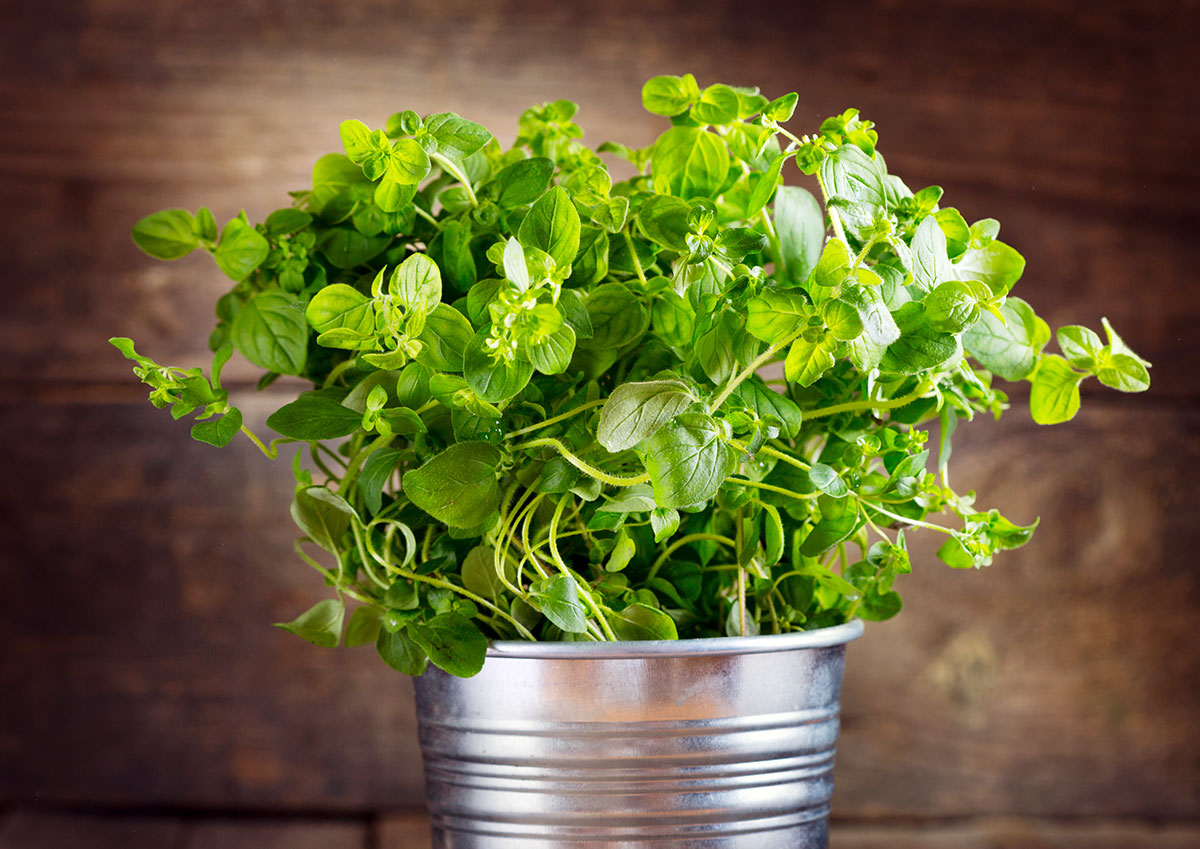 Oregano: How to Use, Cook & Store Bay Leaf | Nutrition + Health Benefits